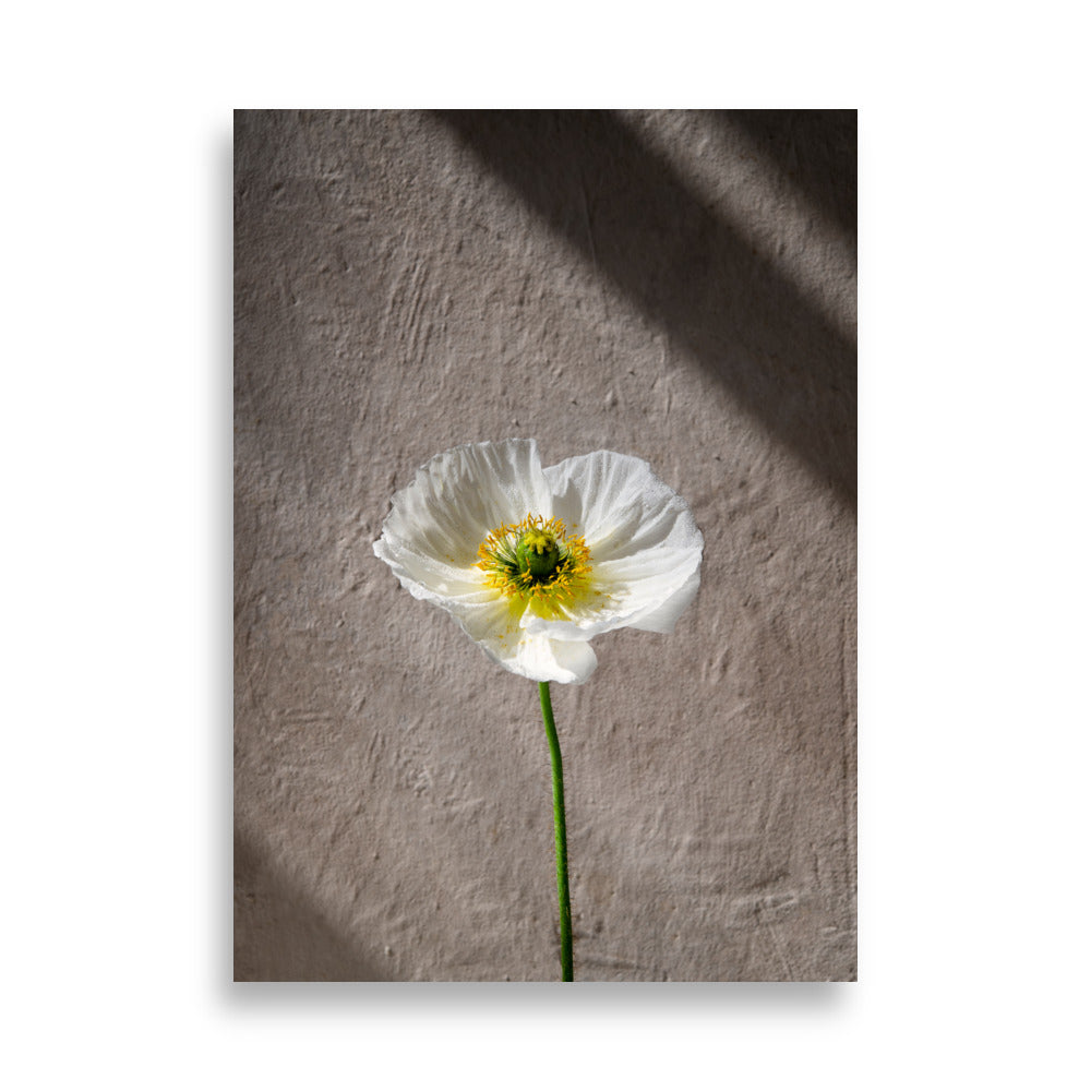 Poppy - Print – gintaremarcel